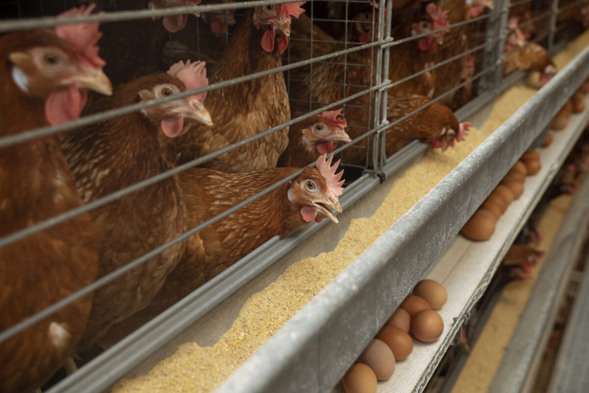 Edun Poultry Farms