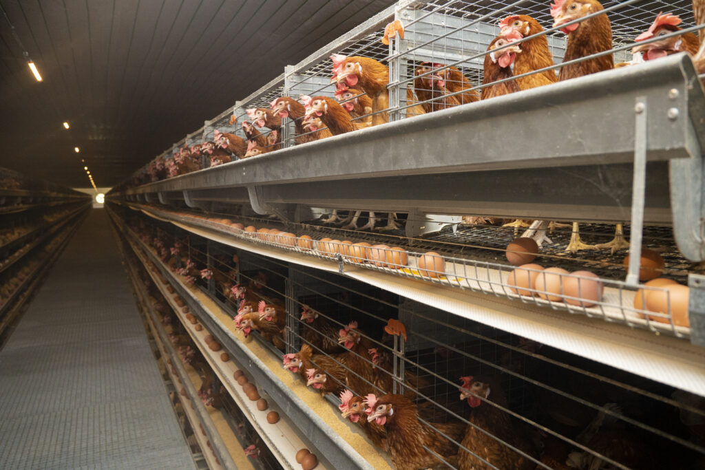 Edun Poultry Farms